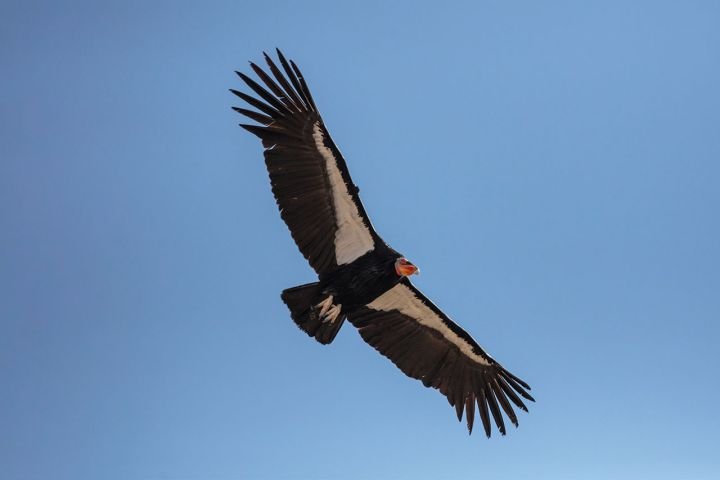 [El Mercurio] Estos son los mejores lugares en Chile para avistar ...